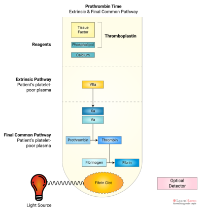Prothrombin Time (PT) - LearnHaem | Haematology Made Simple