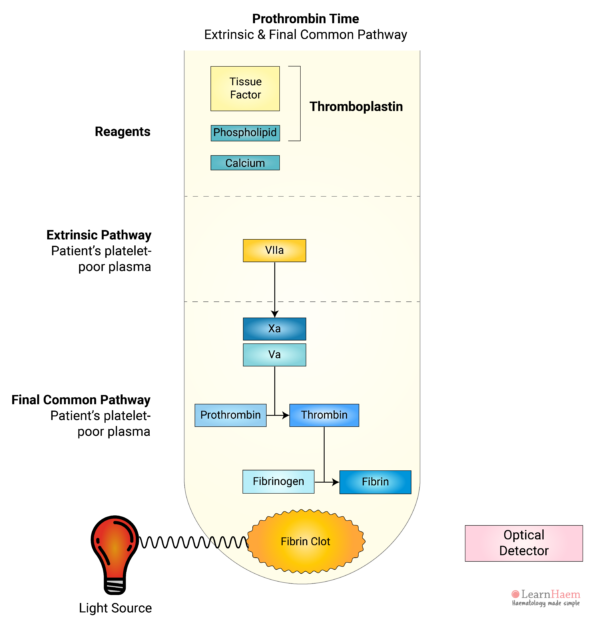 Prothrombin Time (PT) - LearnHaem | Haematology Made Simple